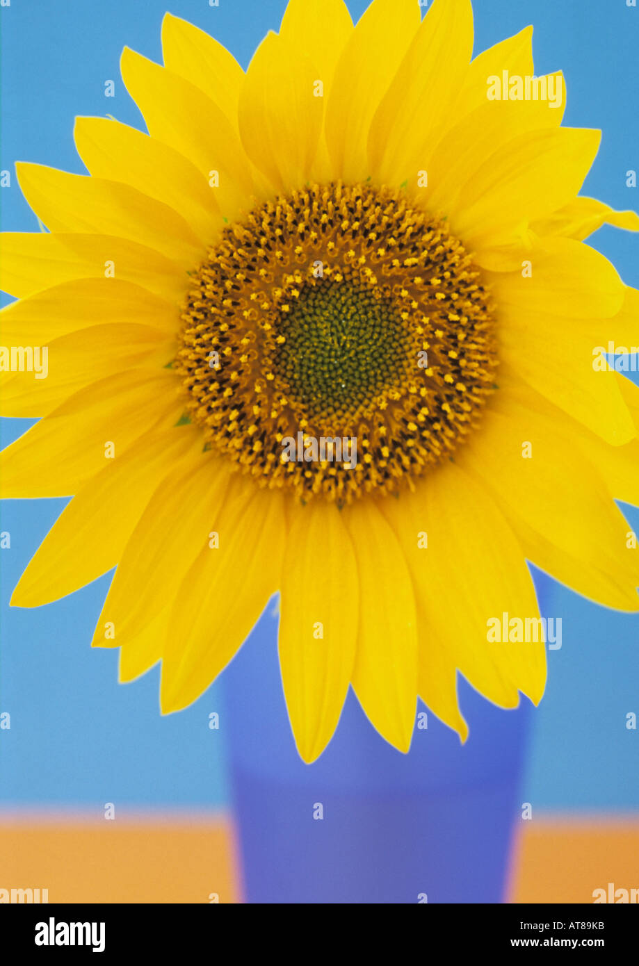 Sunflower still life Stock Photo - Alamy