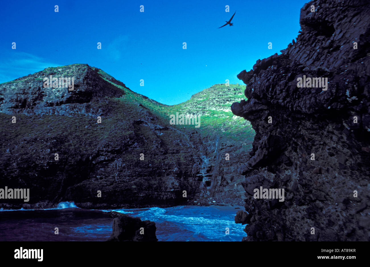 Derby Beach, Nihoa, with flying booby Stock Photo - Alamy