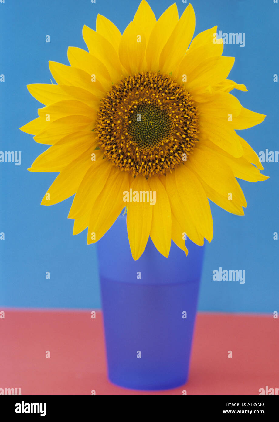 Sunflower still life Stock Photo - Alamy