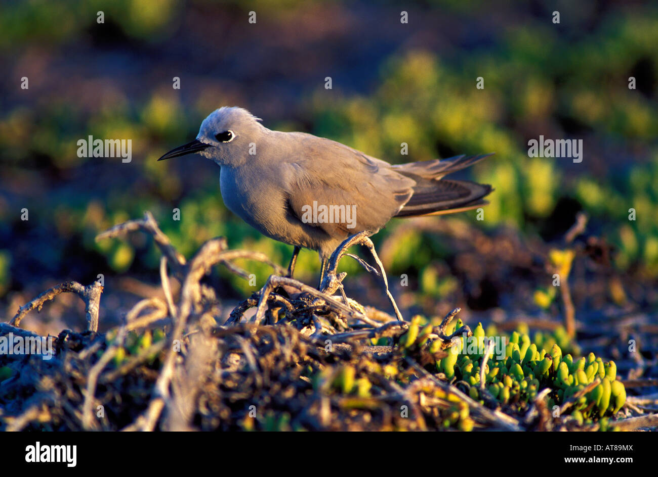 Blue noddy on Jarvis Island, Northwest Hawaiian islands. Smallest tern ...