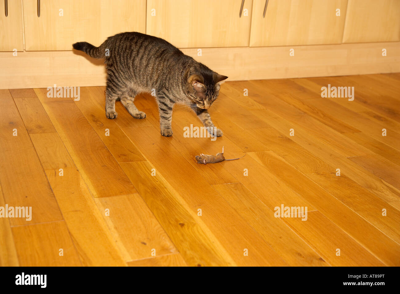 Cat playing with Mouse Stock Photo - Alamy