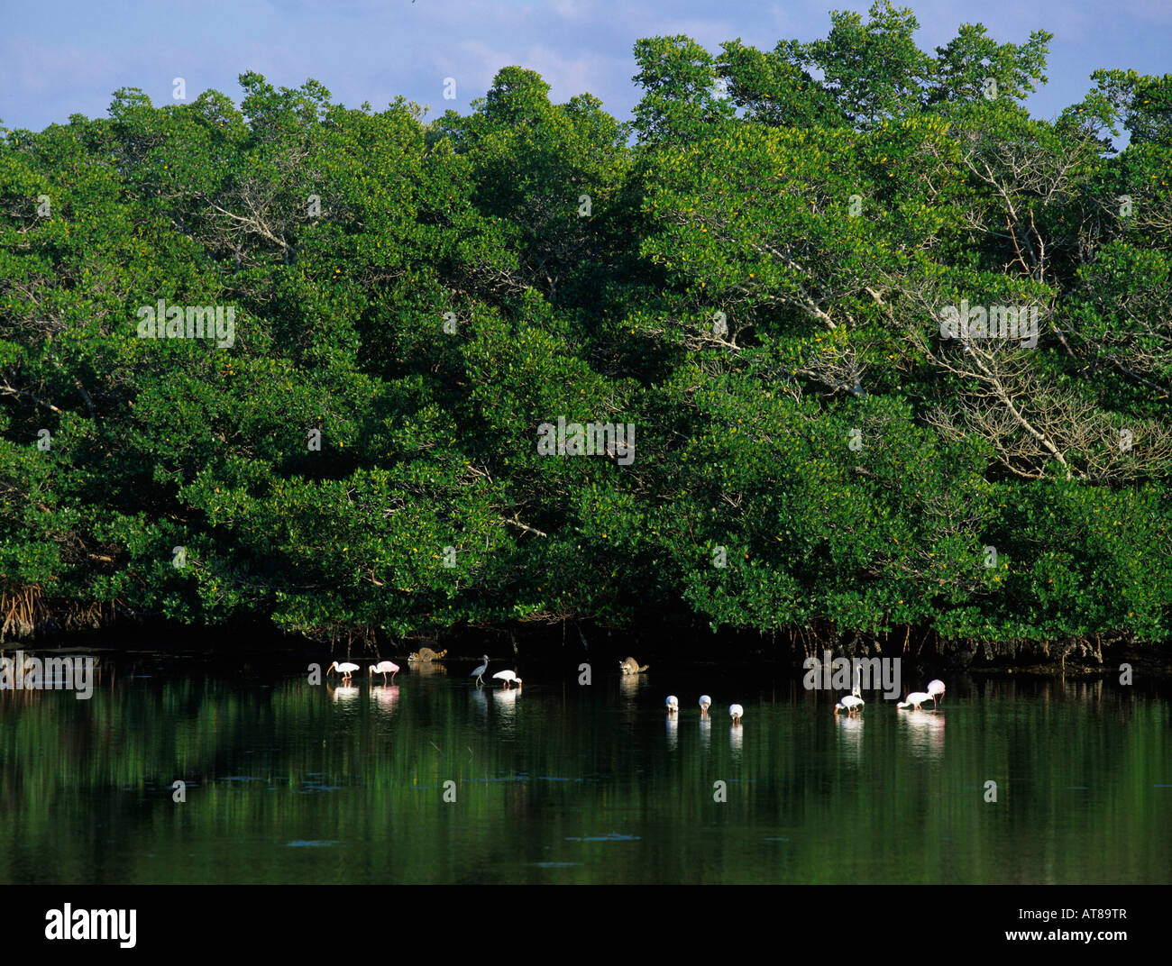 Mangroves with feeding Waders and Raccoons J N Ding Darling National ...
