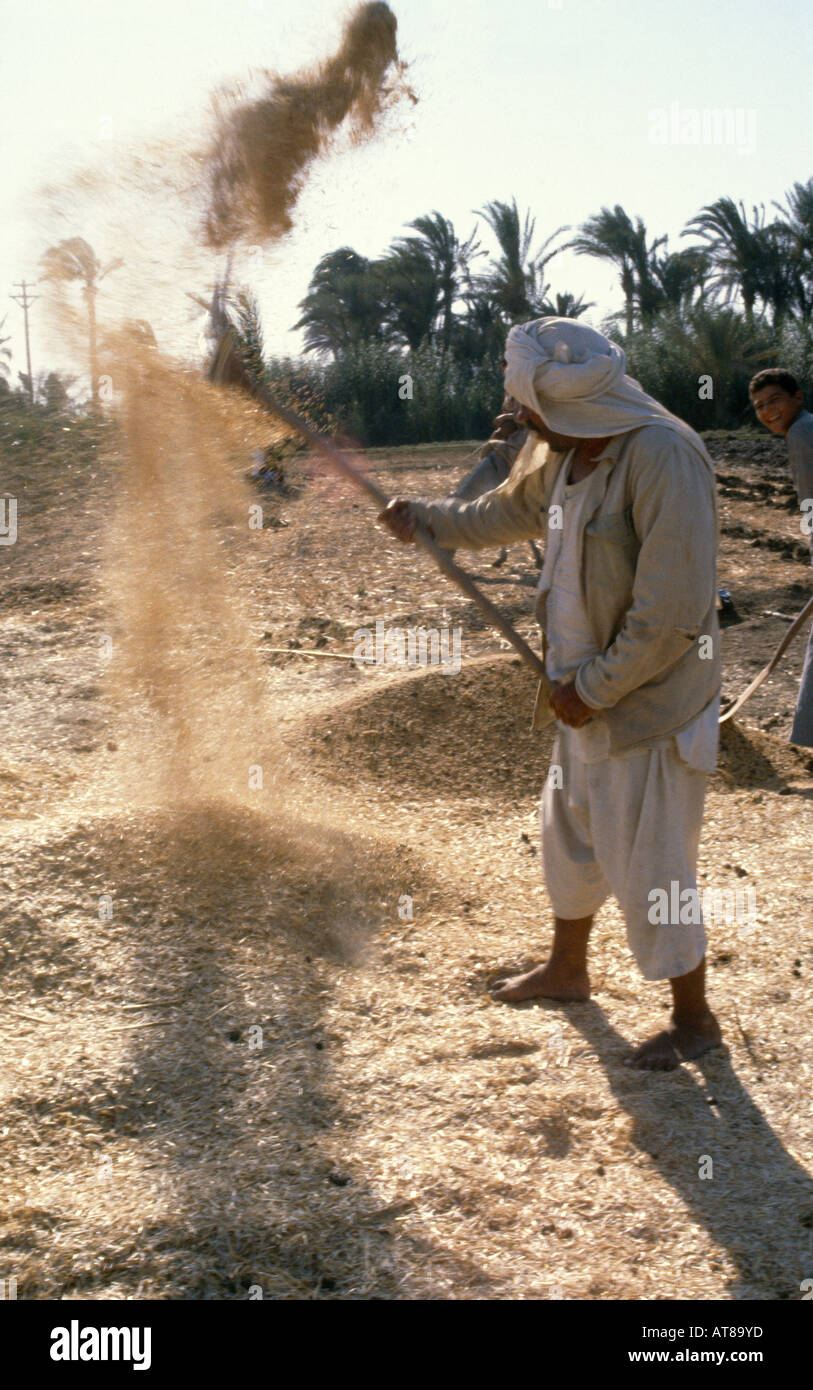Threshing wheat hi-res stock photography and images - Alamy
