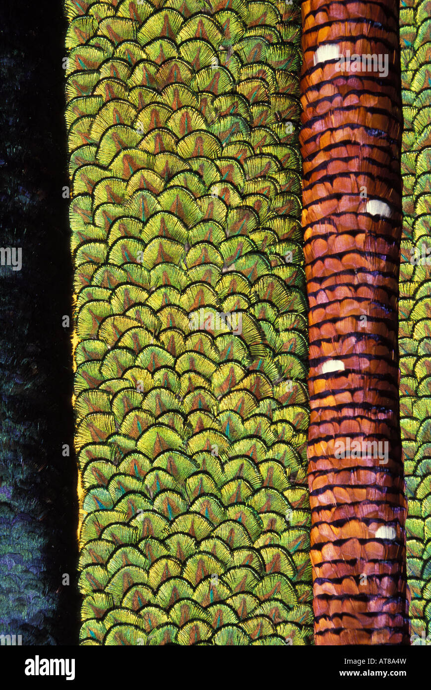 Traditional Hawaiian feather leis used to adourn hats Stock Photo - Alamy