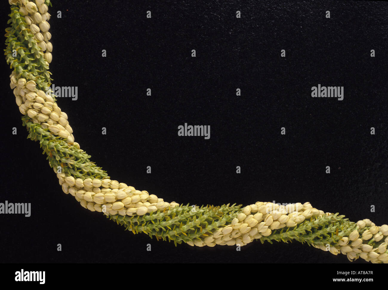 Pikake and pakalana lei intertwined together on black backround Stock ...