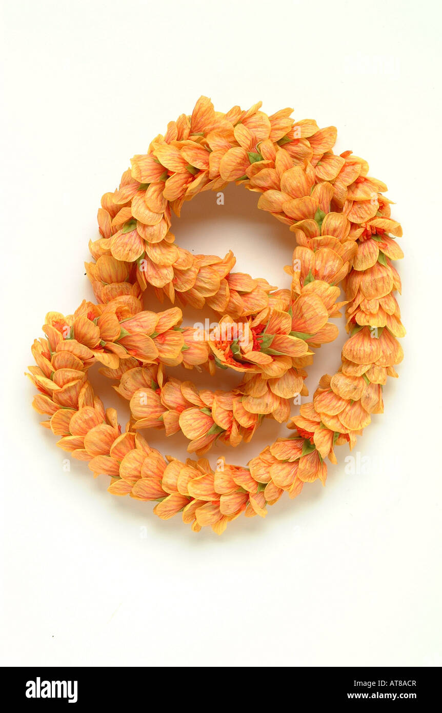 Ilima lei on white background Stock Photo - Alamy
