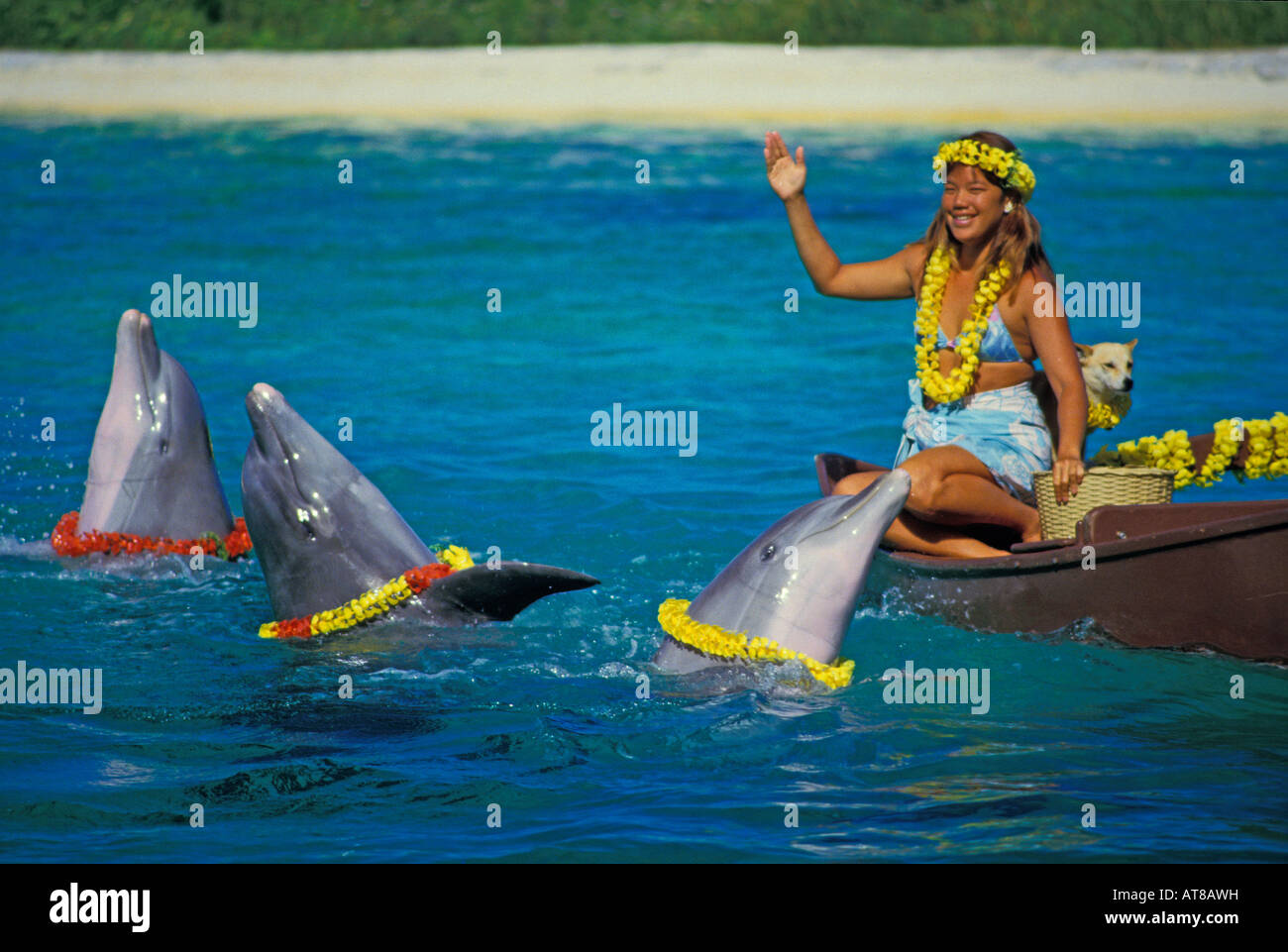 Three lei-draped dolphins perform for a waving Polynesian woman dressed ...