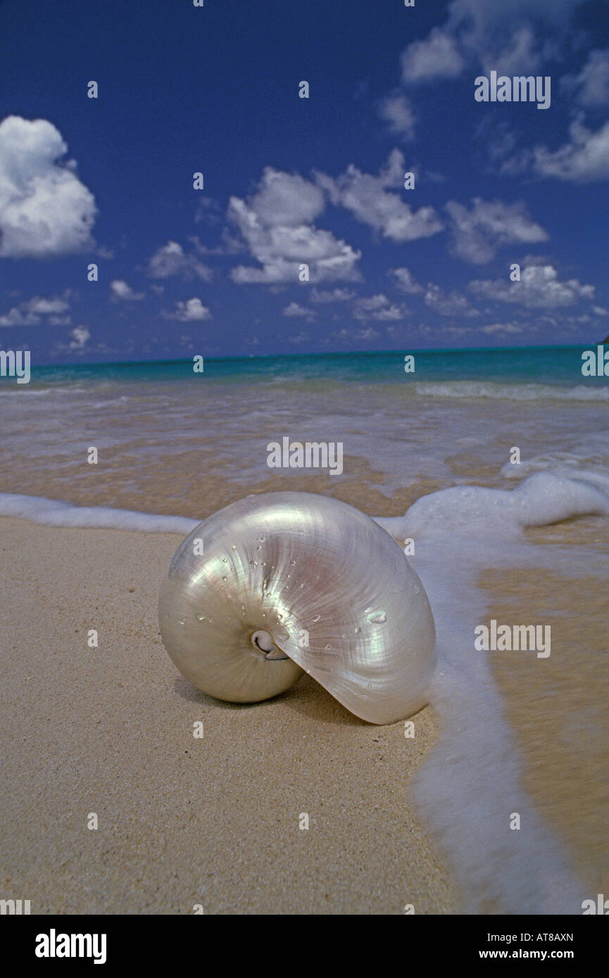 Stunning pearlized shell sits amid clean white ocean foam on pristine ...