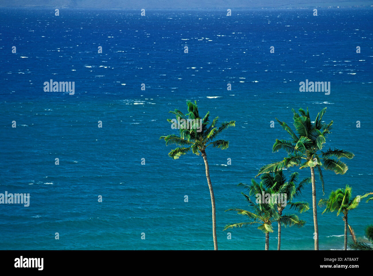 Five stately coconut palms reach upwards against the backdrop of the ...