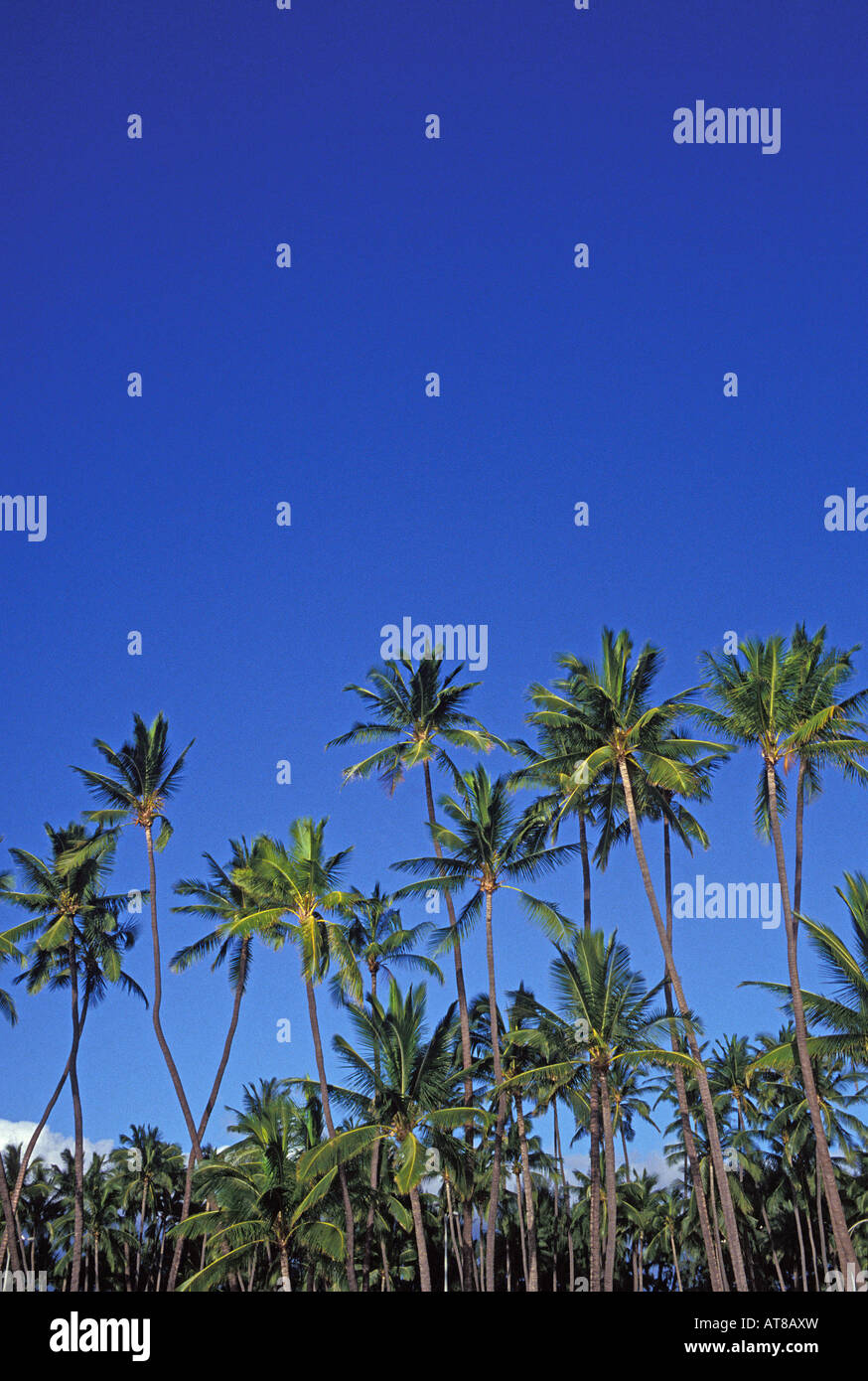 A large grove of coconut palms creates a dramatic presence against a ...