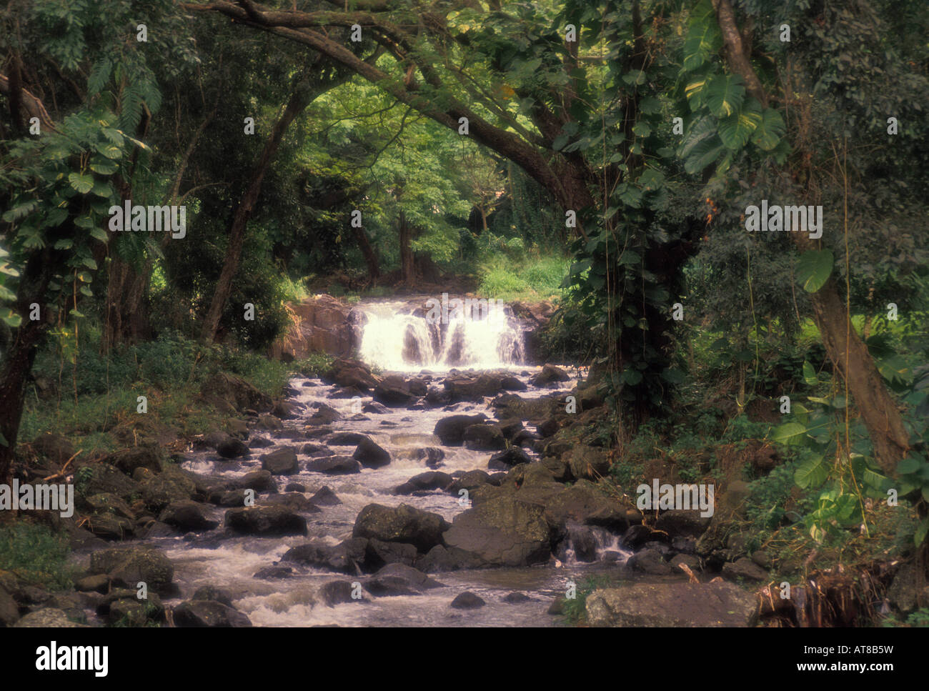 A small waterfall and bubbling stream studded with rocks under a canopy ...