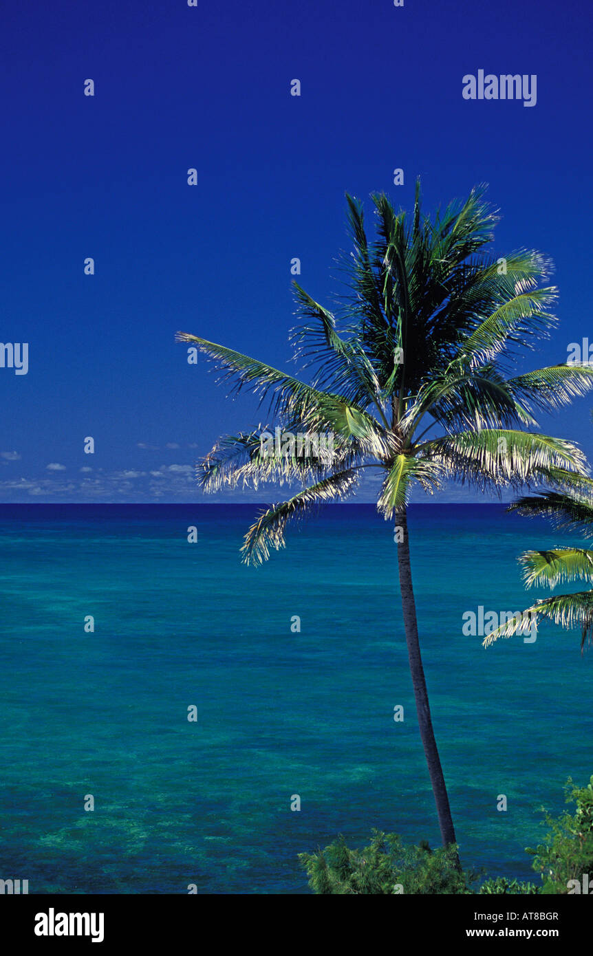 Palm tree with blue sky & blue-green ocean off Lanikai Stock Photo - Alamy
