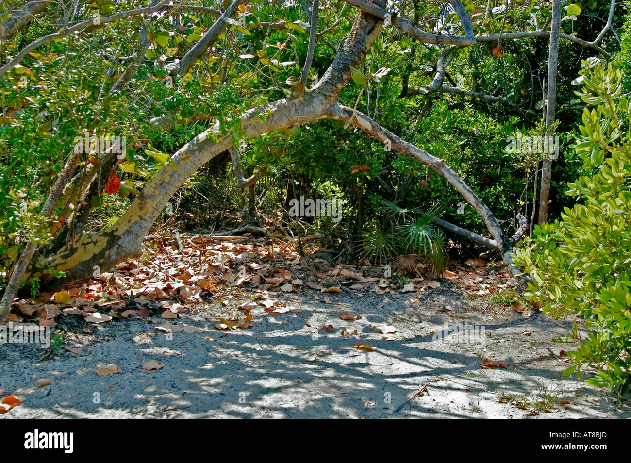 Tree like form hi-res stock photography and images - Alamy