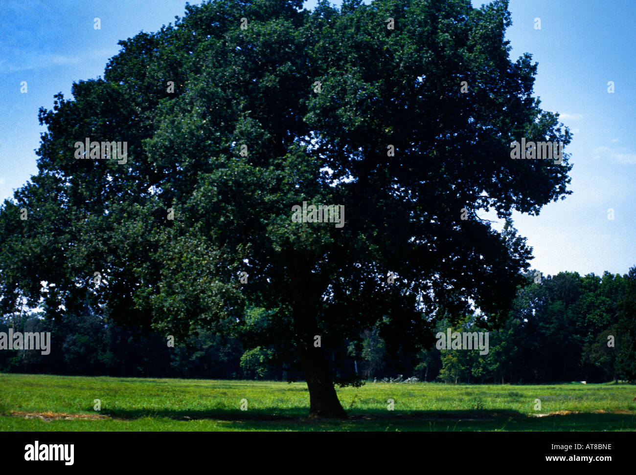 Camargue France Oak Tree at Chateau D’Avignon Stock Photo - Alamy