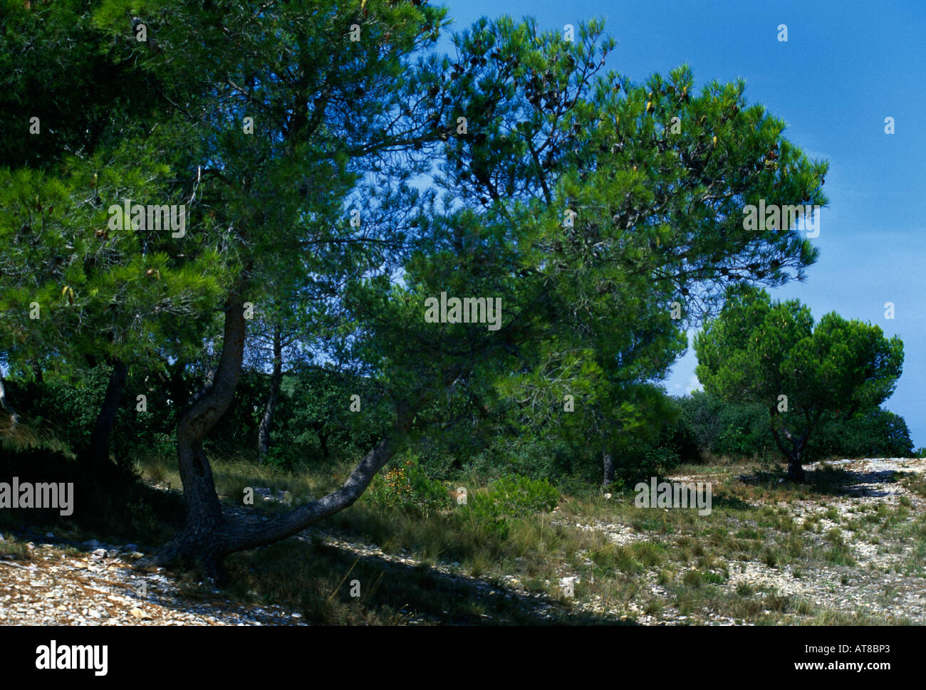 Provence France Pine Trees near Barbentane Stock Photo - Alamy