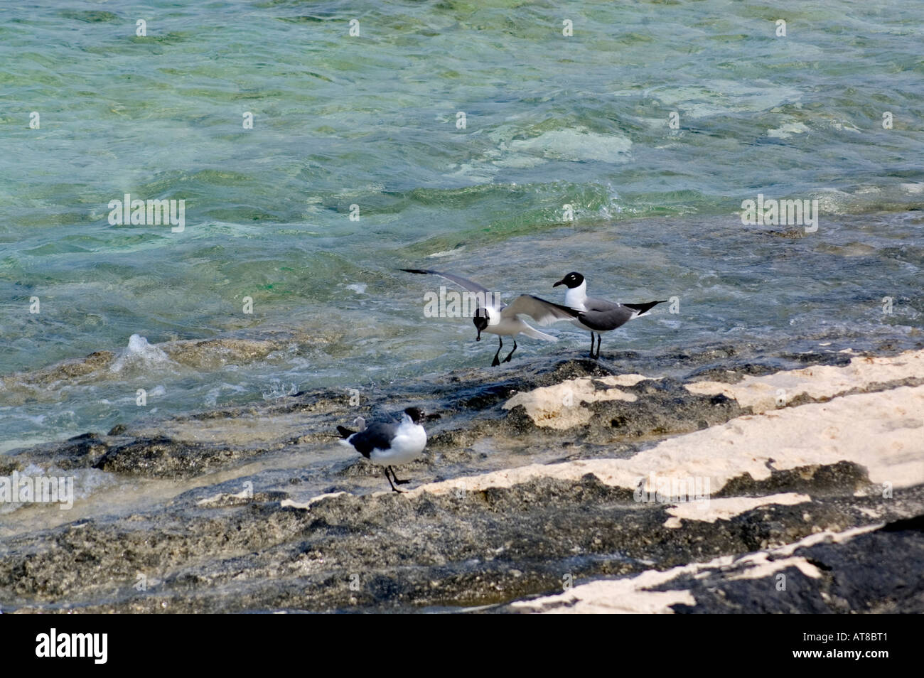 Three seagulls on the beach Island Great Stirrup Cay Bahamas Stock ...