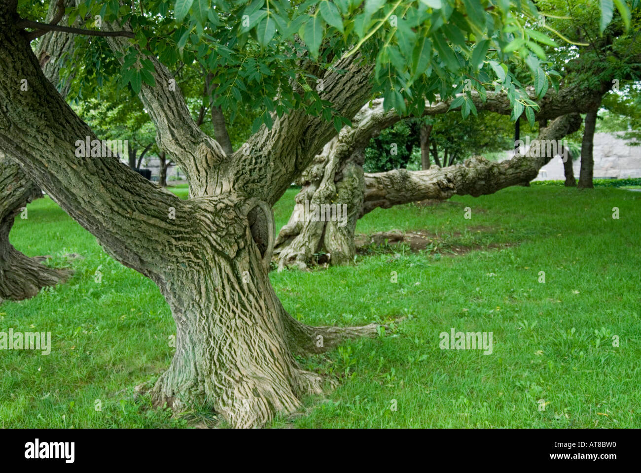 Cherry trees in Washington DC United States of America Stock Photo - Alamy