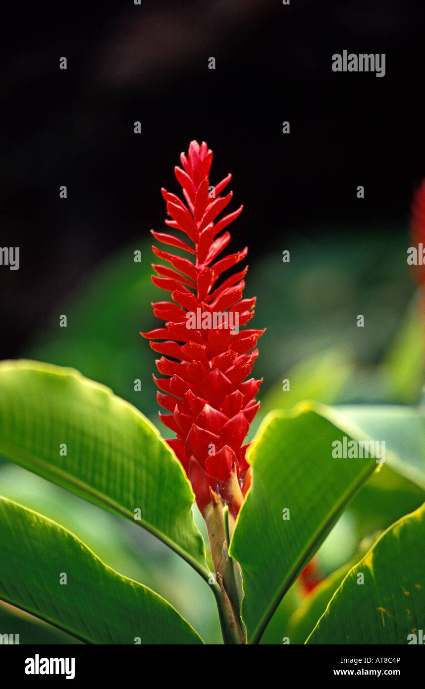 A single stalk of red ginger rises from several large green leaves with ...