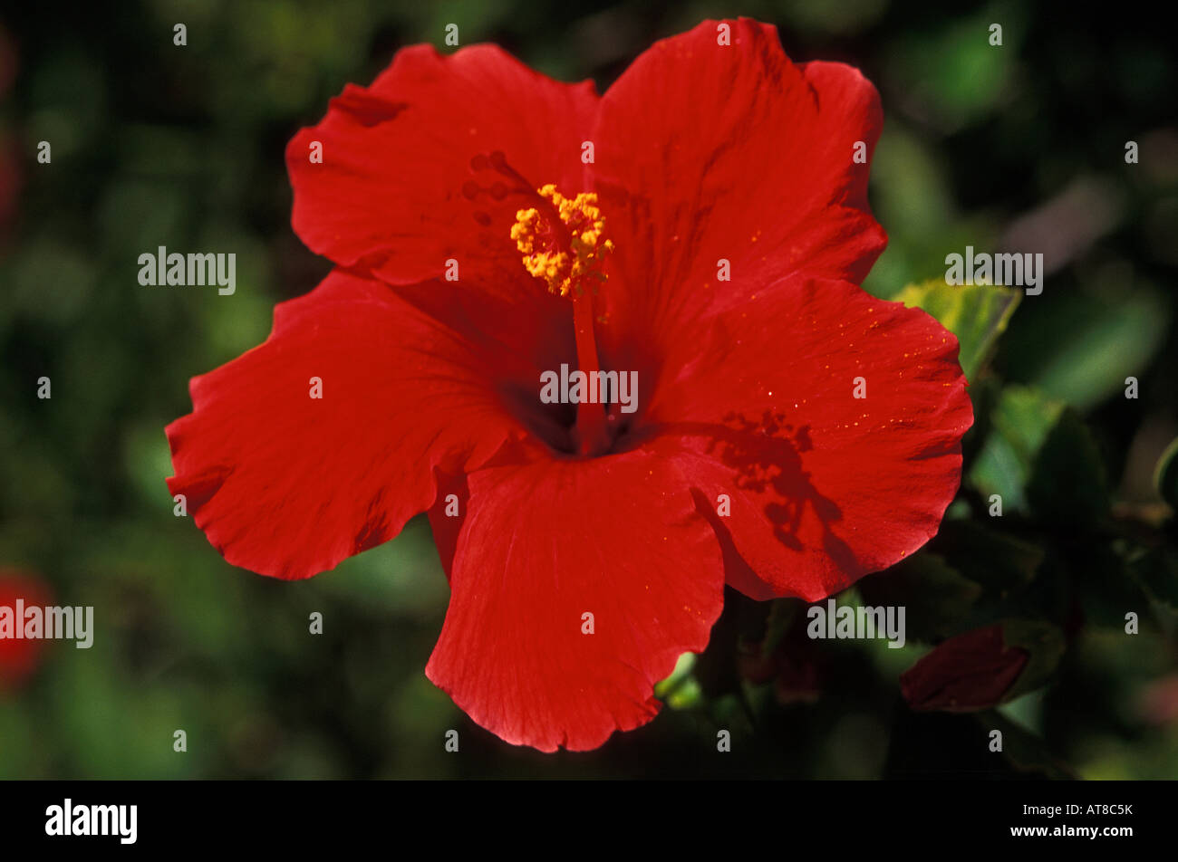 Close-up of a single red hibiscus with a background of muted green ...