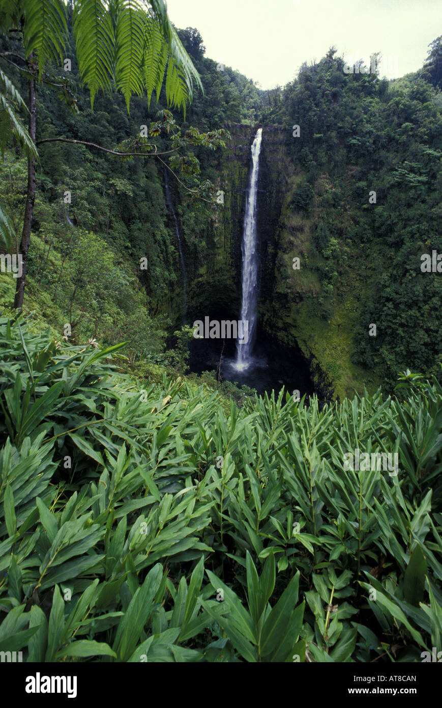 Spectacular Akaka Falls, the longest waterfall in Hawaii, cascades into ...