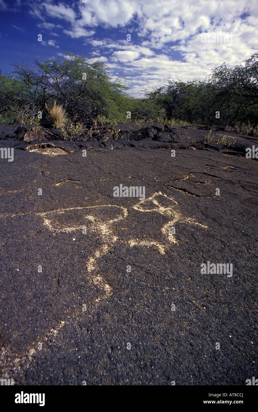 Well preserved Native Hawaiian petrogylphs on the hardened lava at the ...