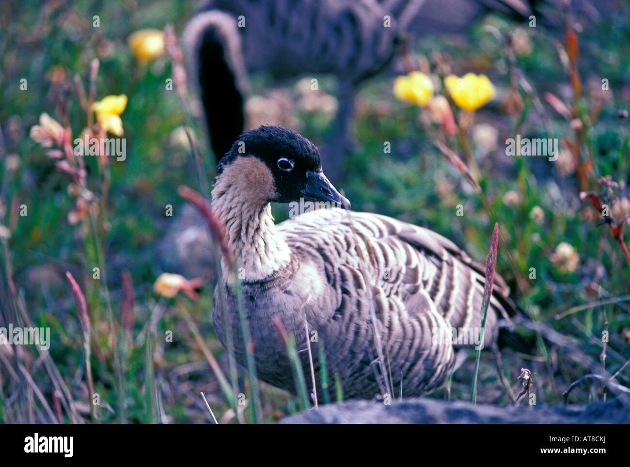 Native goose hawaii hi-res stock photography and images - Alamy