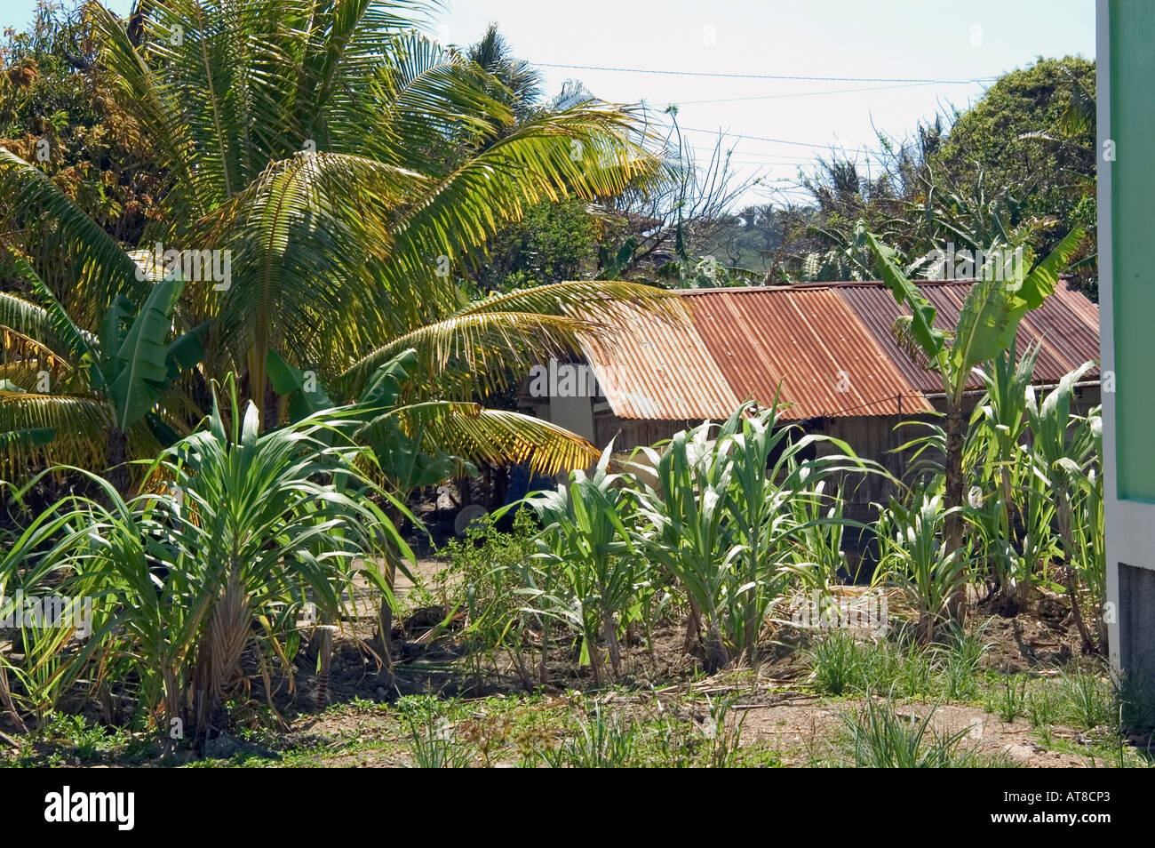 House among trees hi-res stock photography and images - Alamy