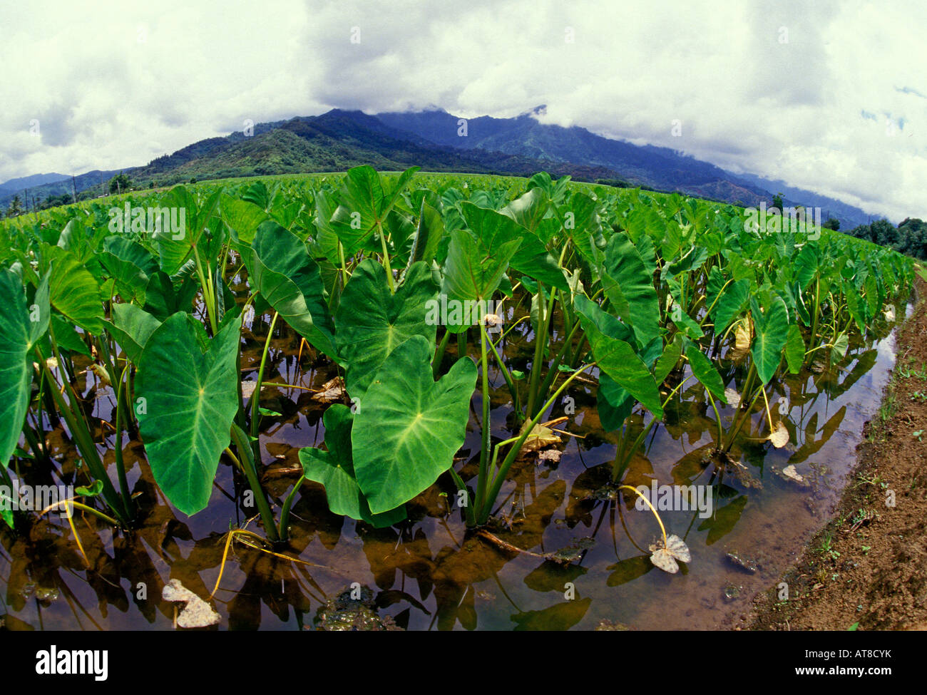 Rich green taro or kalo, a sacred food source of early Polynesians and ...