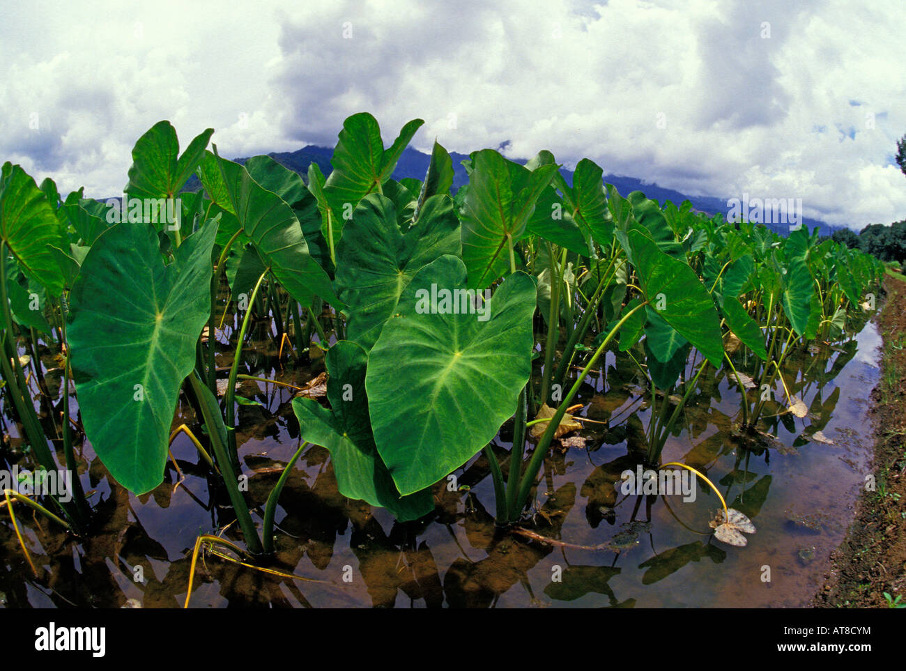 Rich green taro or kalo, a sacred food source of early Polynesians and ...