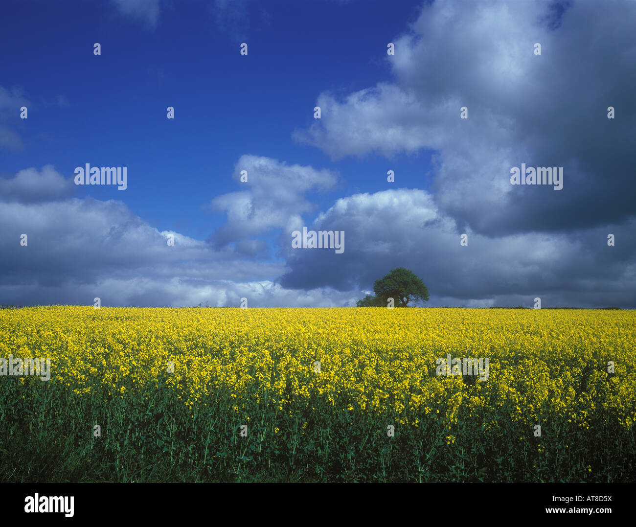 Great Britain. Landscape with rape field and tree Stock Photo - Alamy