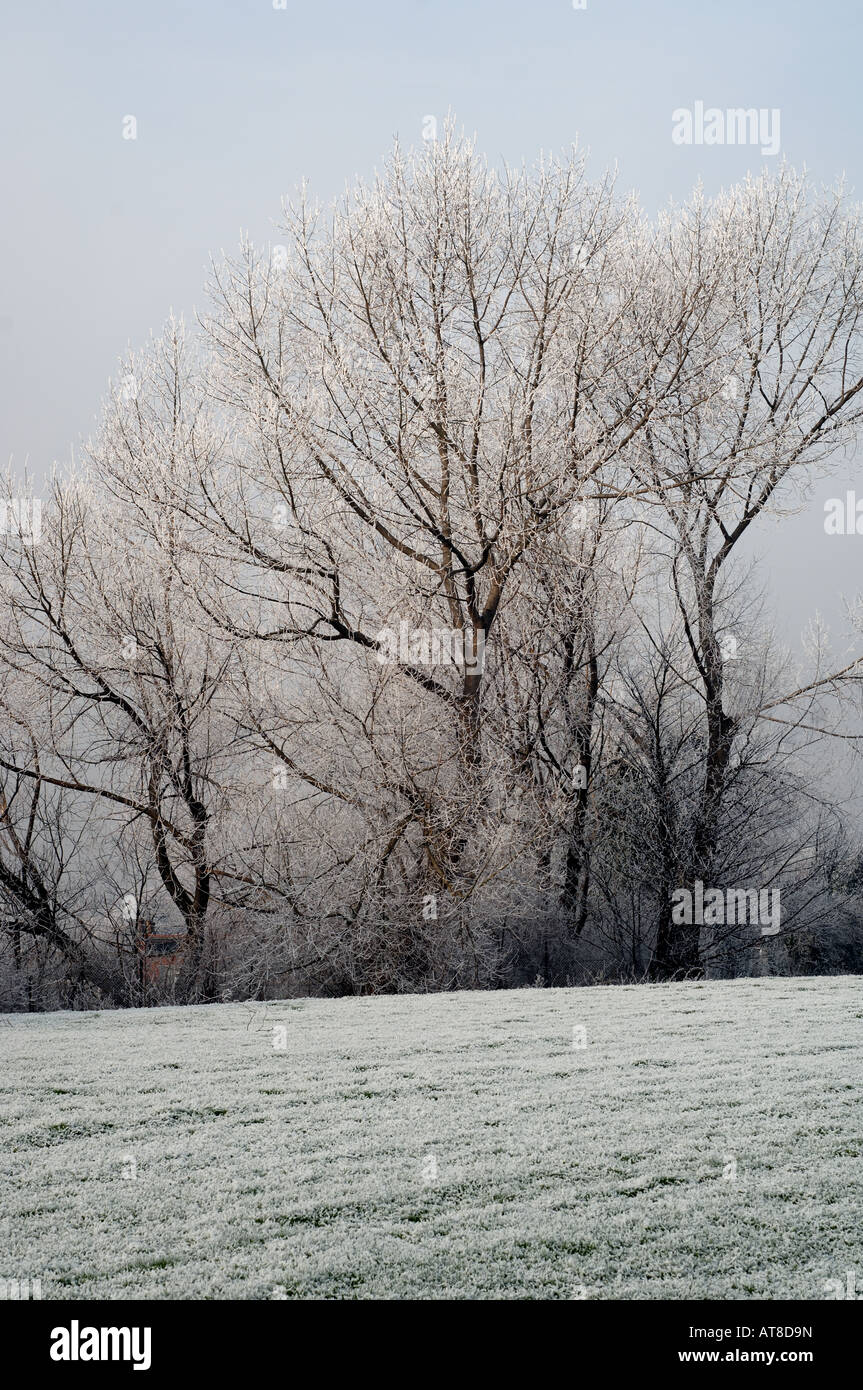 Tree in winter scene Stock Photo - Alamy