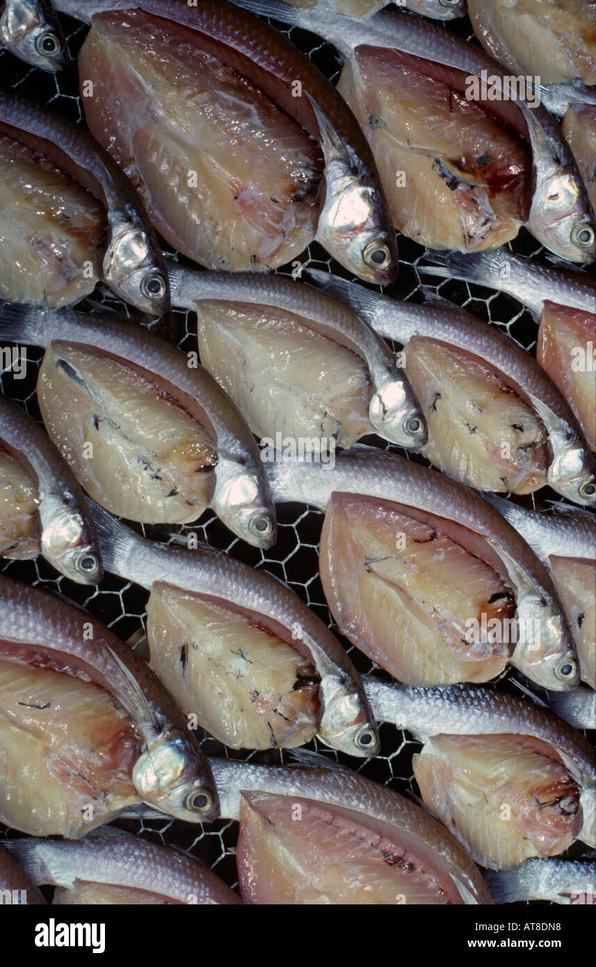 Fish curing process hi-res stock photography and images - Alamy
