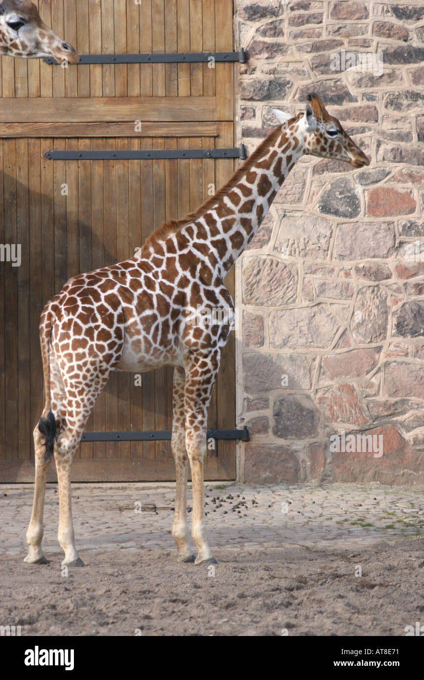 Young giraffe at Chester Zoo Stock Photo - Alamy