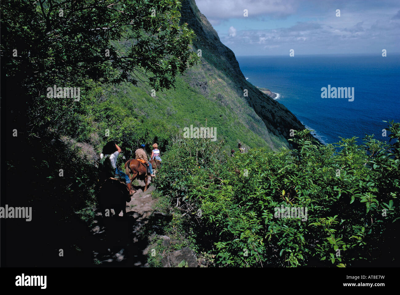 Mule ride to Kalaupapa settlement, Molokai Stock Photo - Alamy