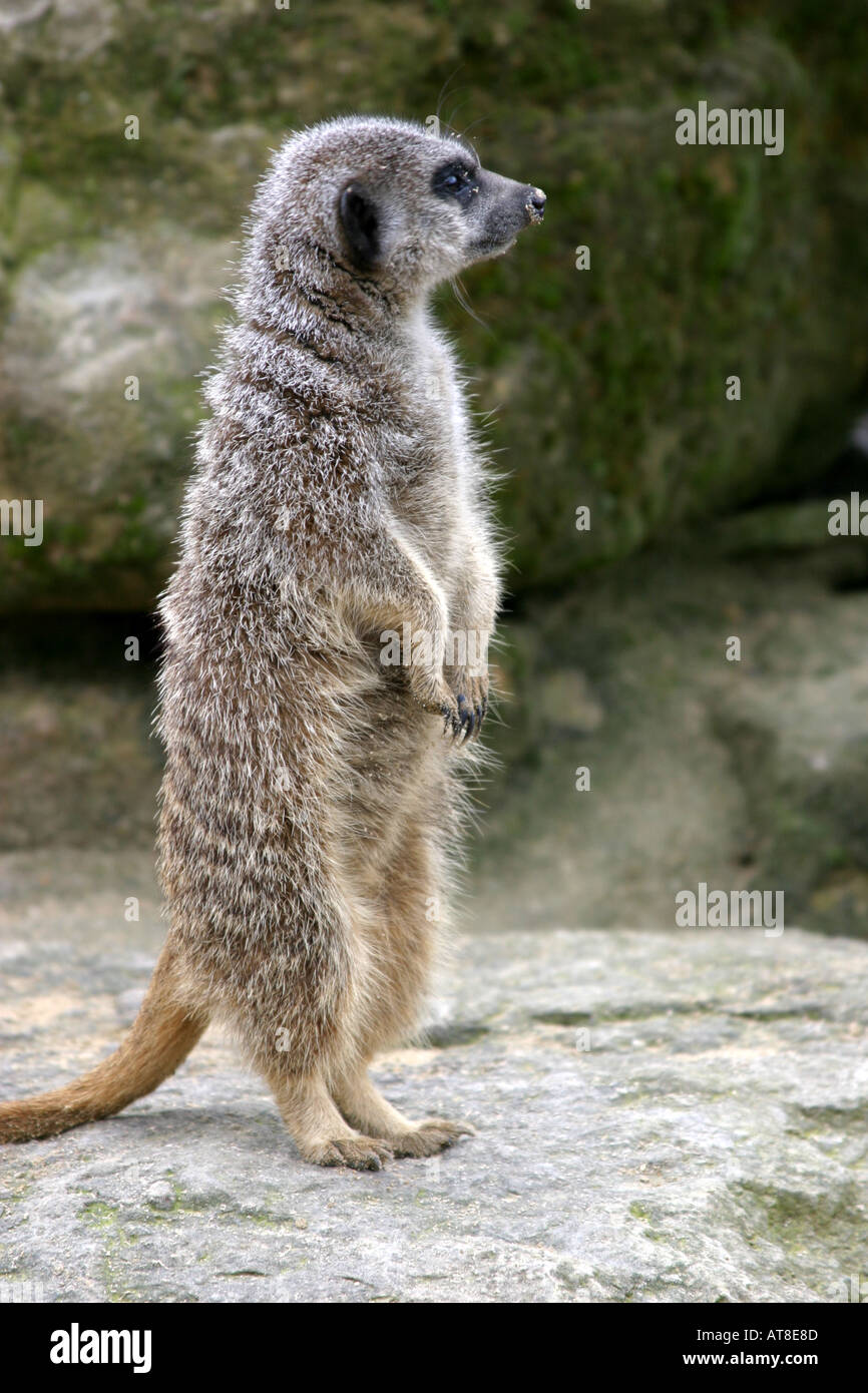 Meerkat standing portrait Stock Photo - Alamy