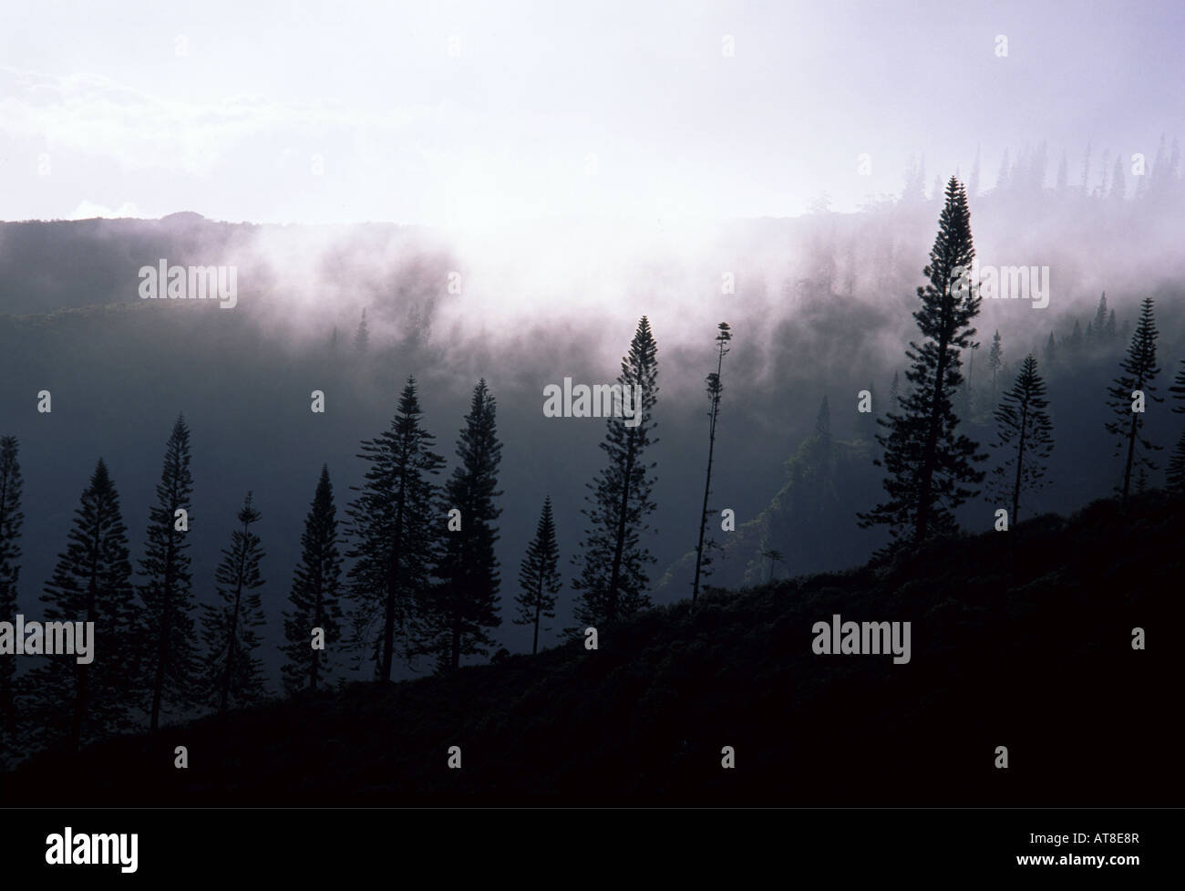 Historic Munro Trail with Cook Pine trees and mist near Lanai City ...