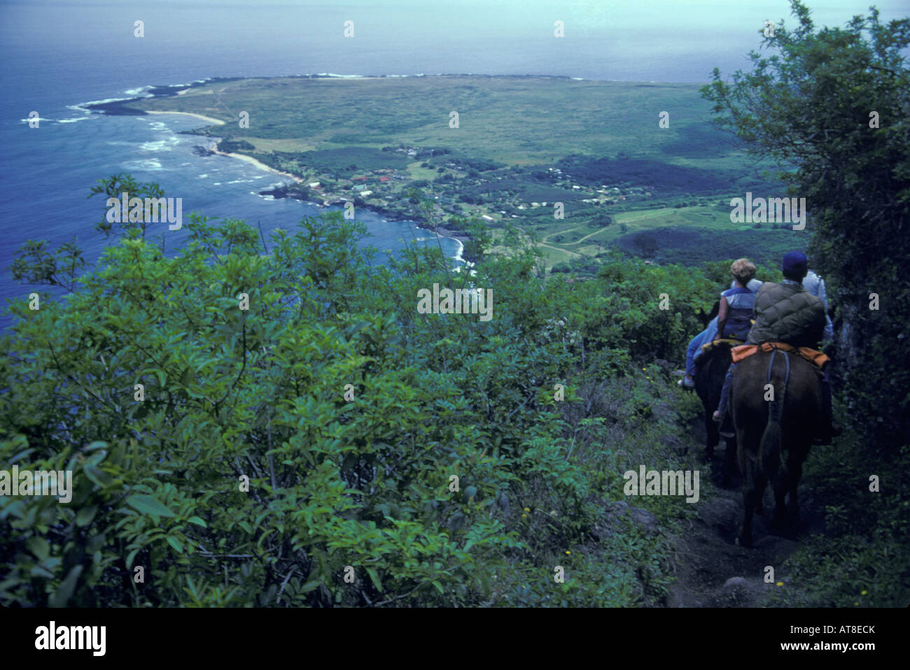 Mule trail ride down steep cliffs to Kalaupapa Peninsula, Molokai Stock ...