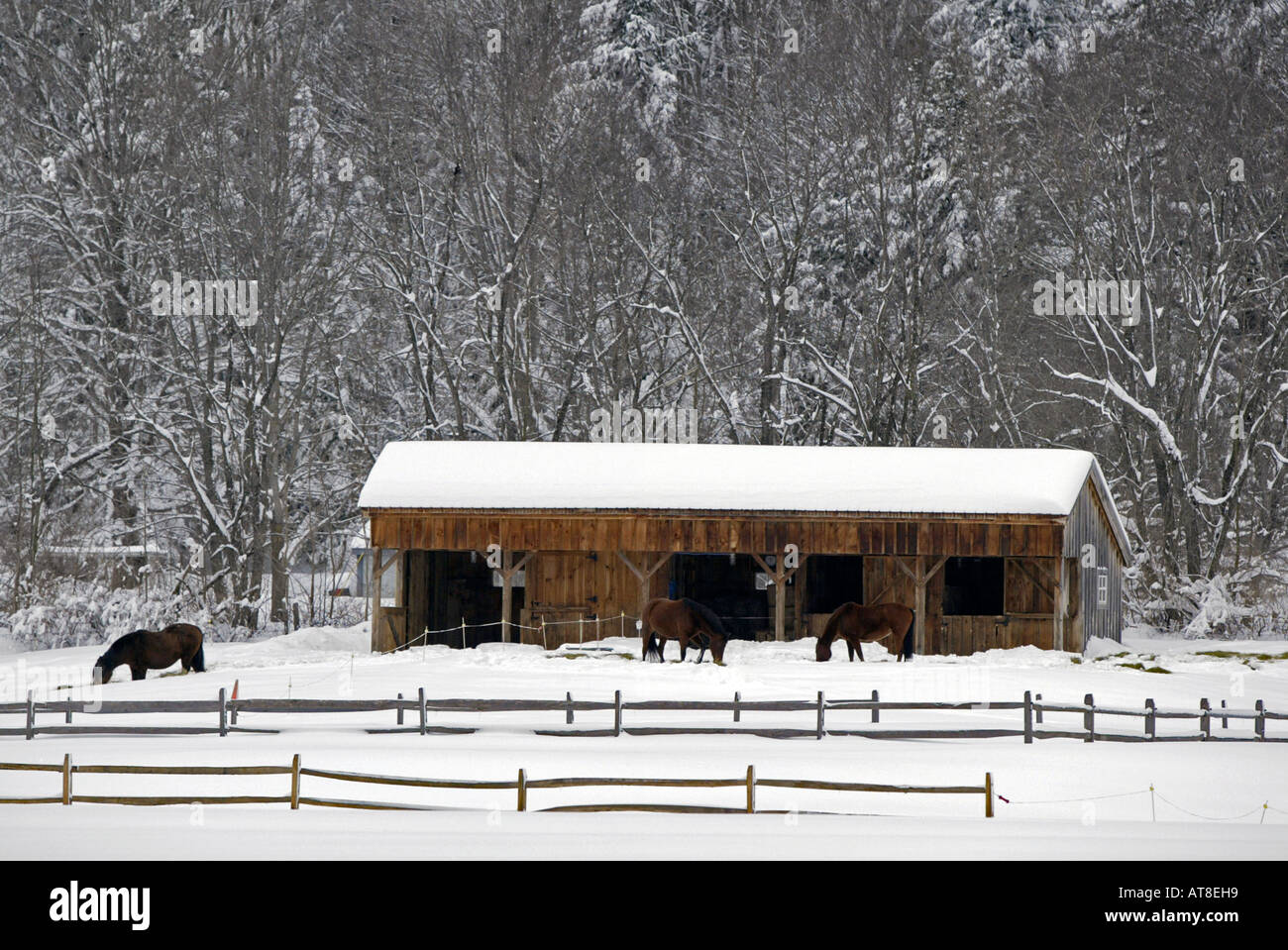 Horse farm in Vermont, USA Stock Photo - Alamy