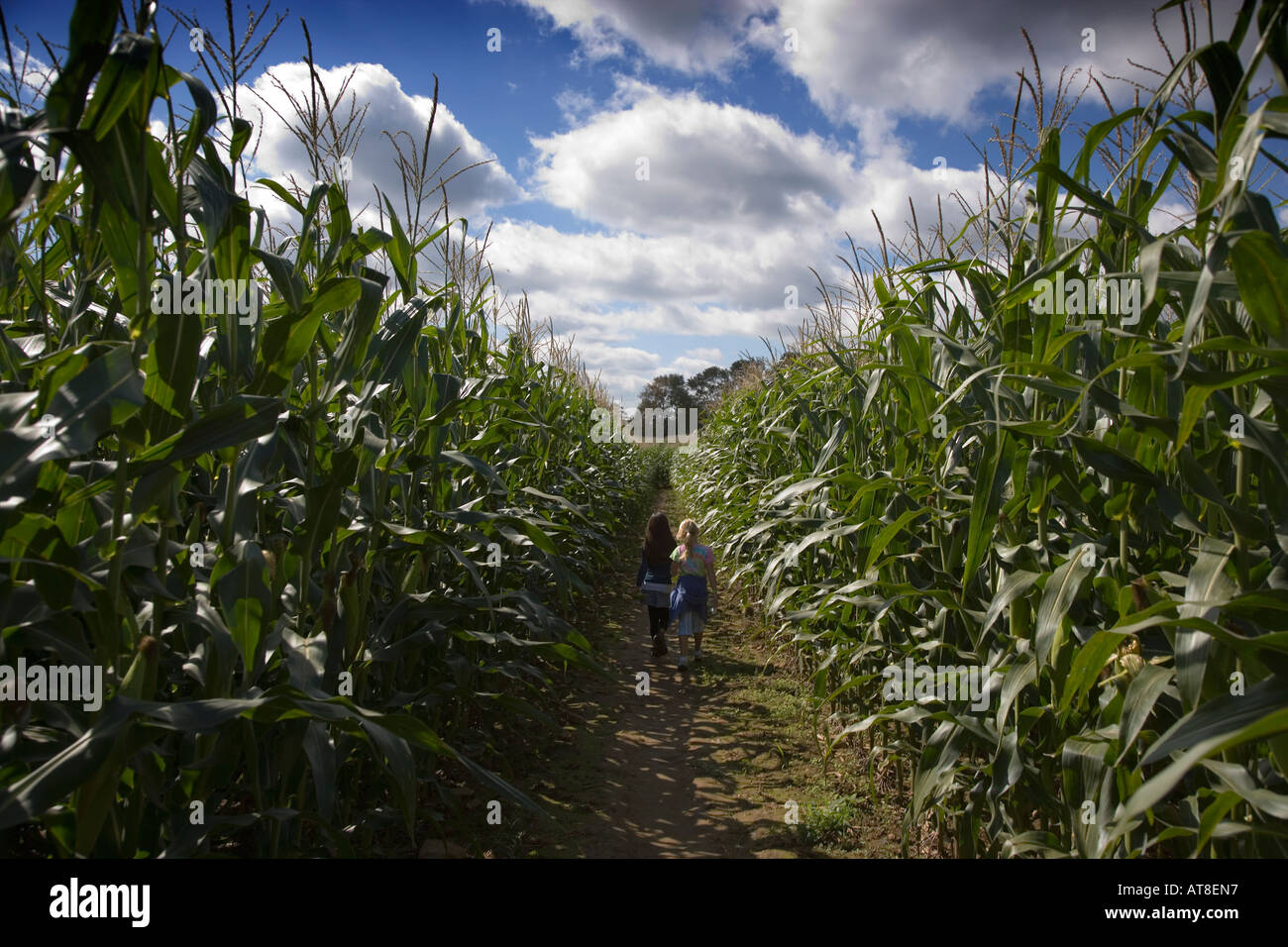 Children walking through a corn field Stock Photo - Alamy