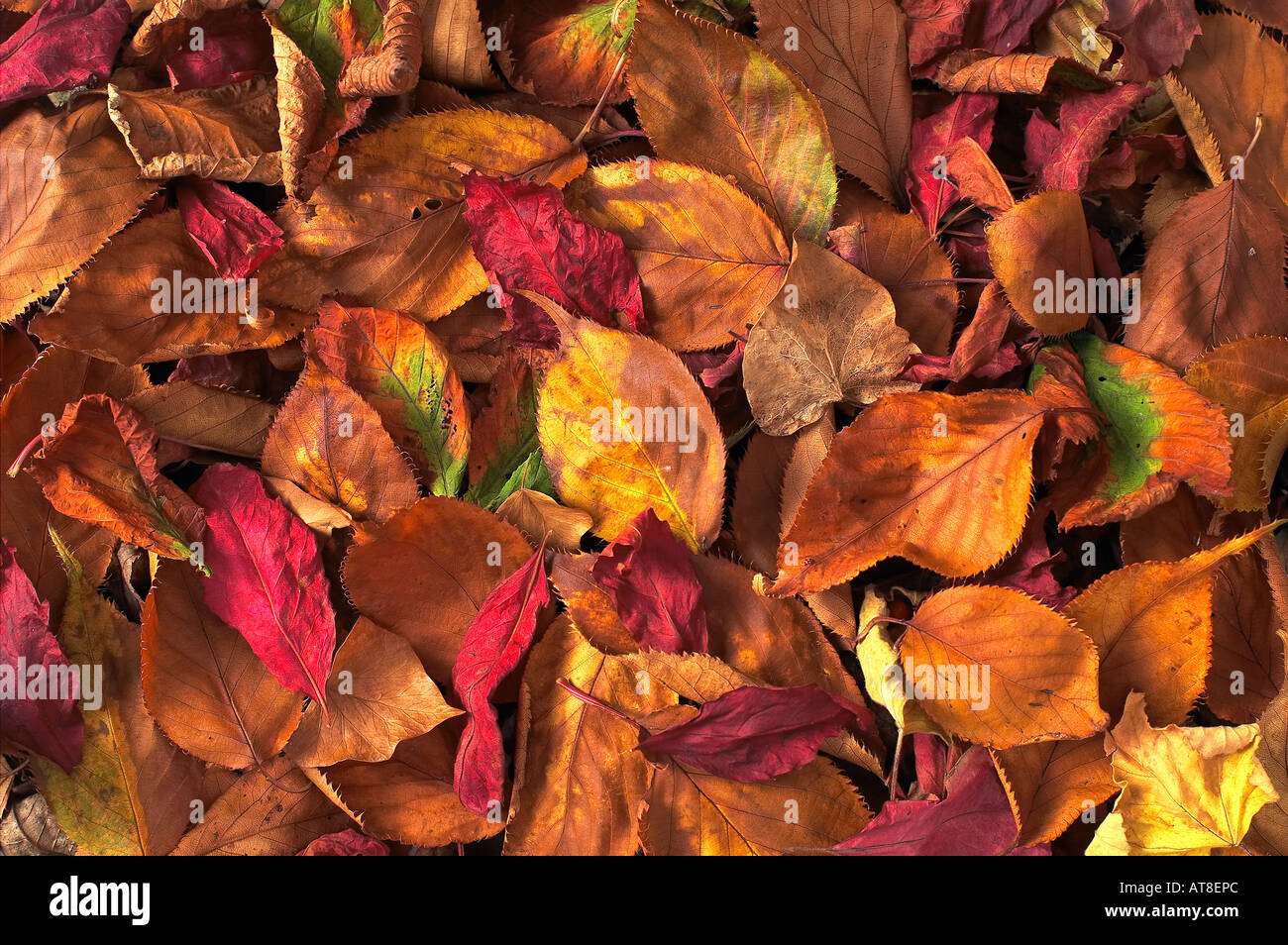 COLOURFUL, AUTUMN LEAVES ON THE GROUND Stock Photo - Alamy