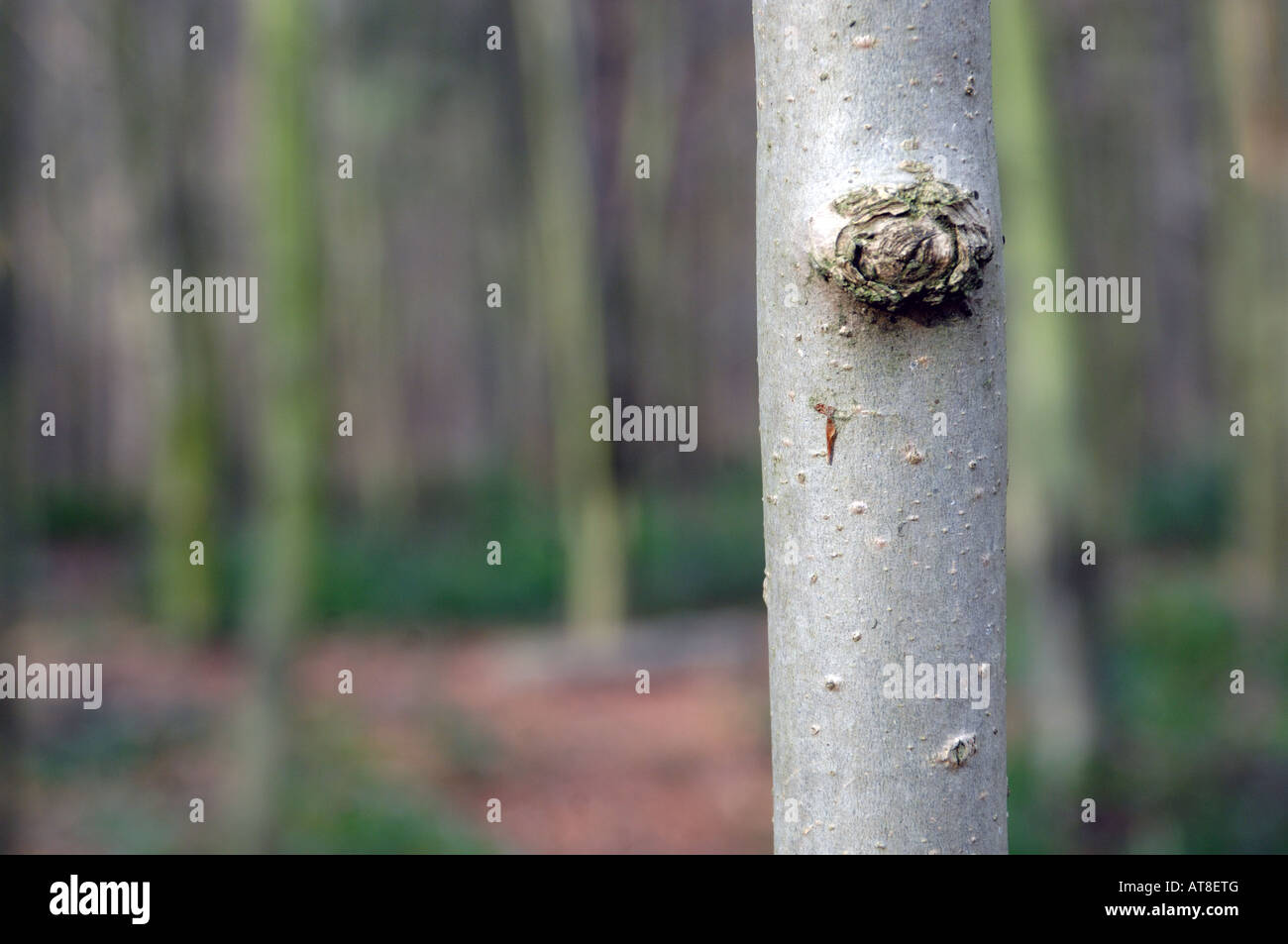 Slender tree hi-res stock photography and images - Alamy