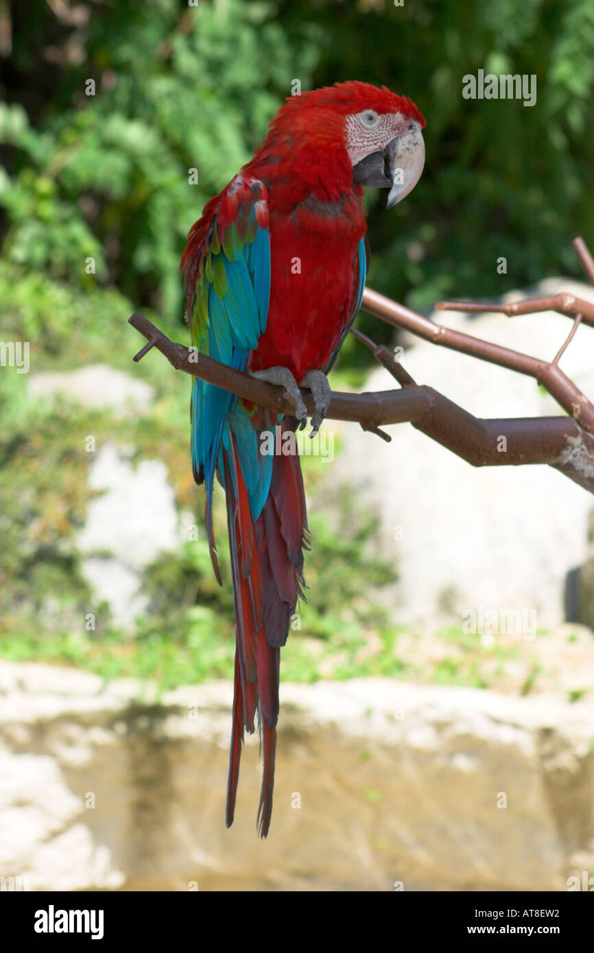 Parrot on Branch Stock Photo - Alamy