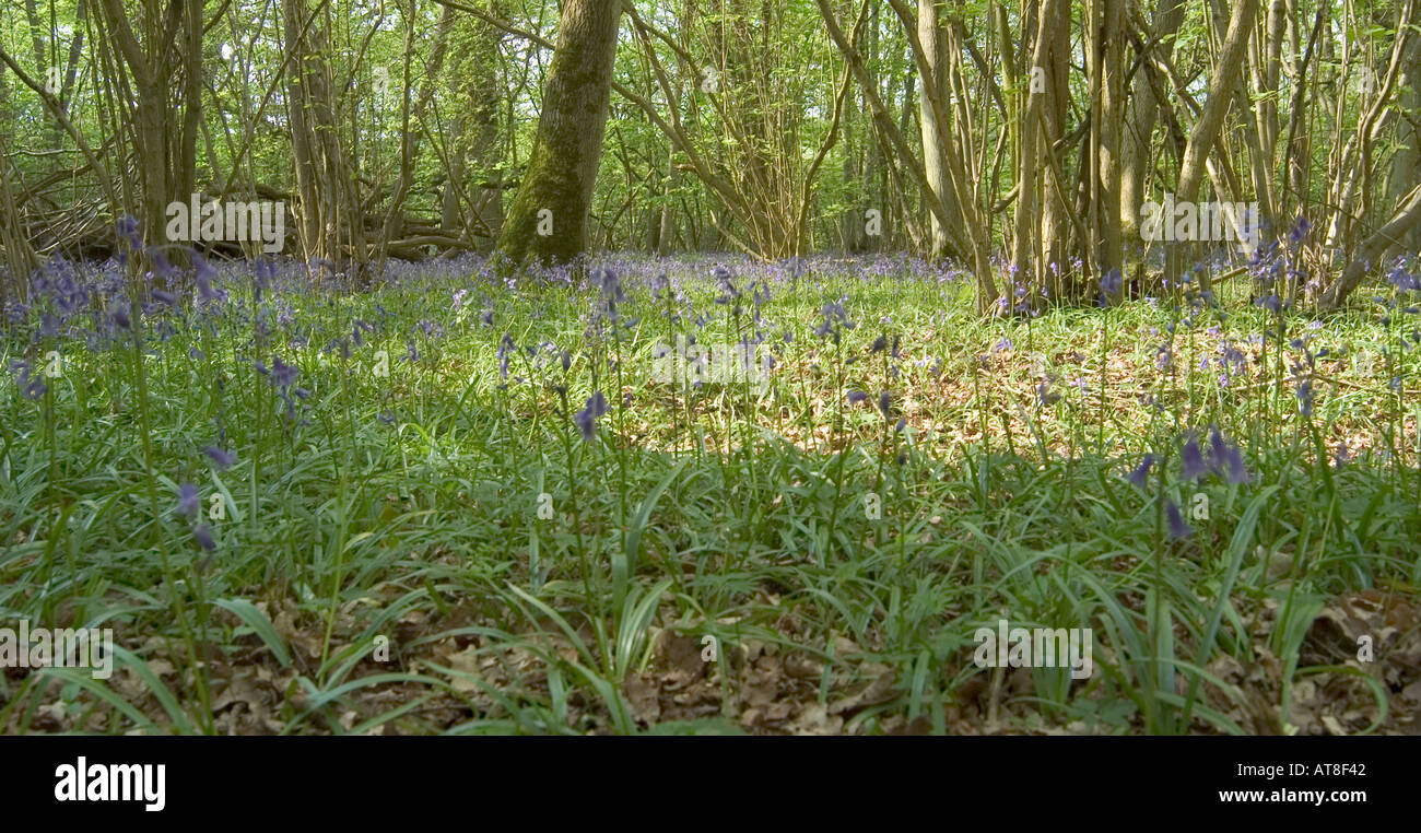 Trees in bluebell wood Stock Photo - Alamy