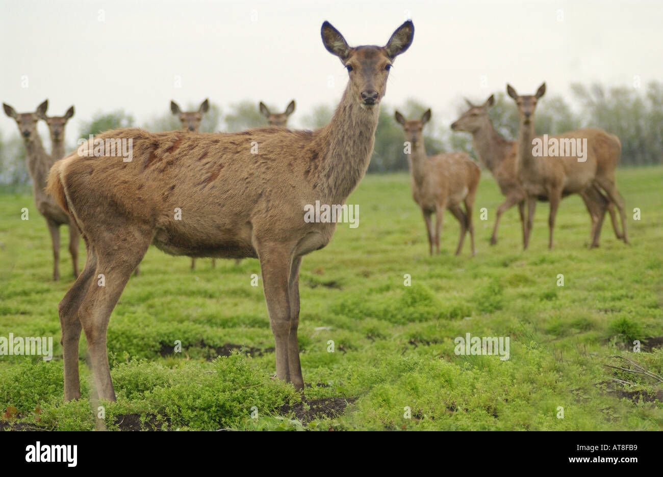 a herd of red deer on norfolk farmland Stock Photo - Alamy