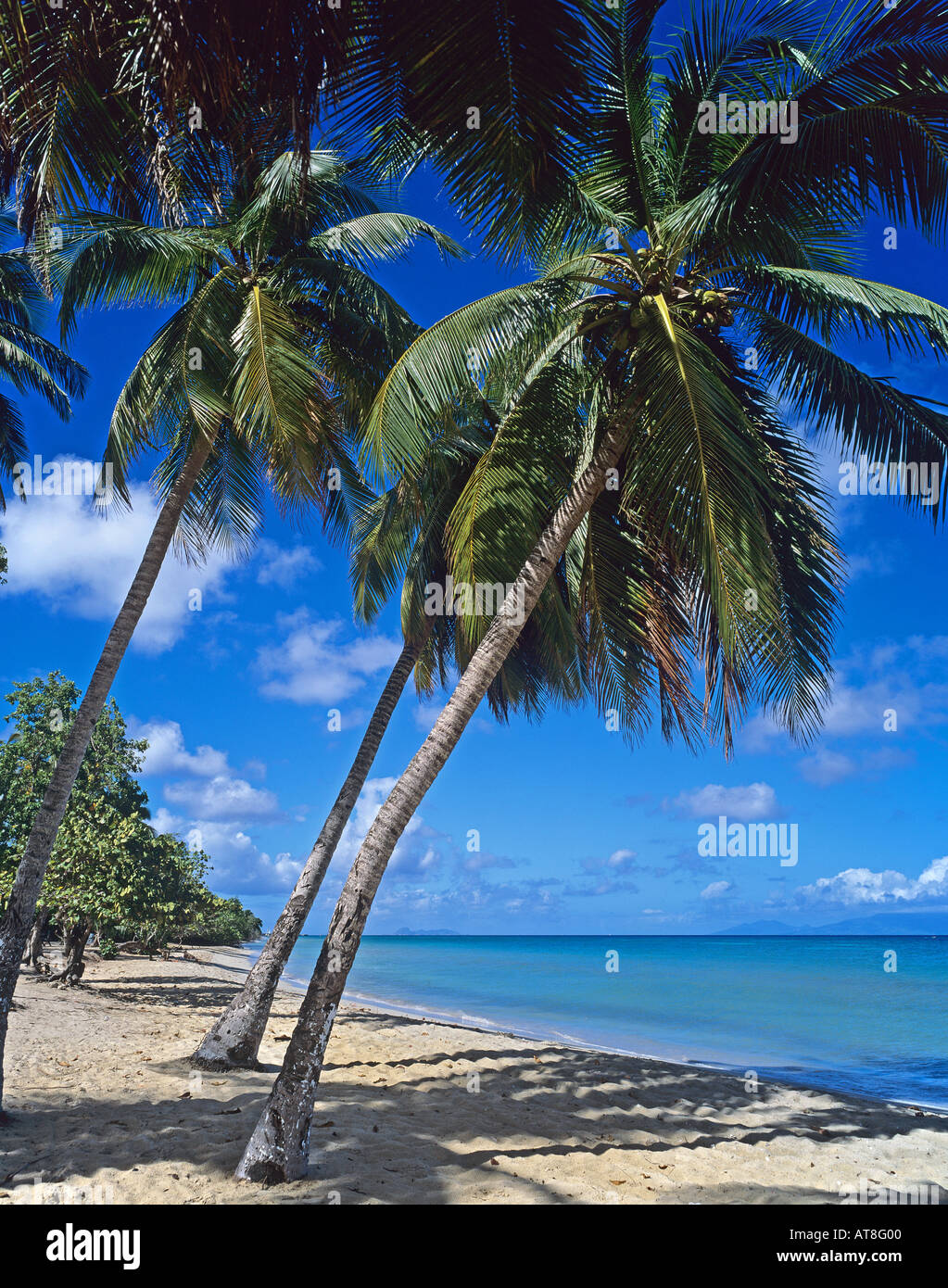 St louis island guadeloupe french hi-res stock photography and images ...