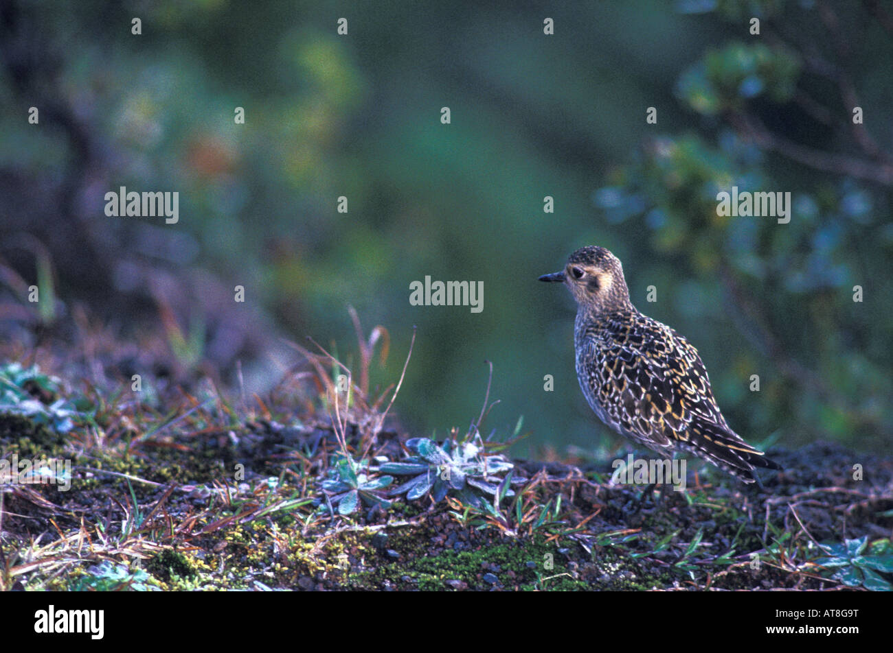 Native hawaiian kolea bird hi-res stock photography and images - Alamy