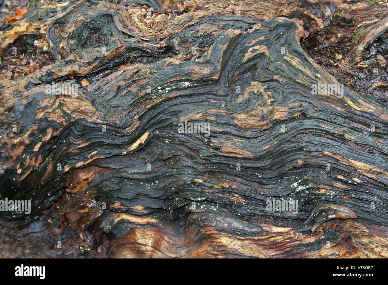 Twisted wood hi-res stock photography and images - Alamy