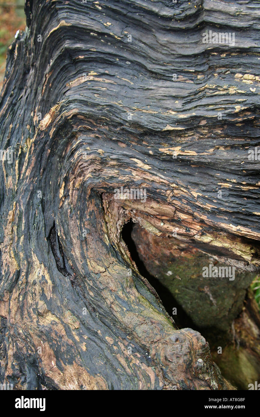Twisted wood grain Stock Photo - Alamy