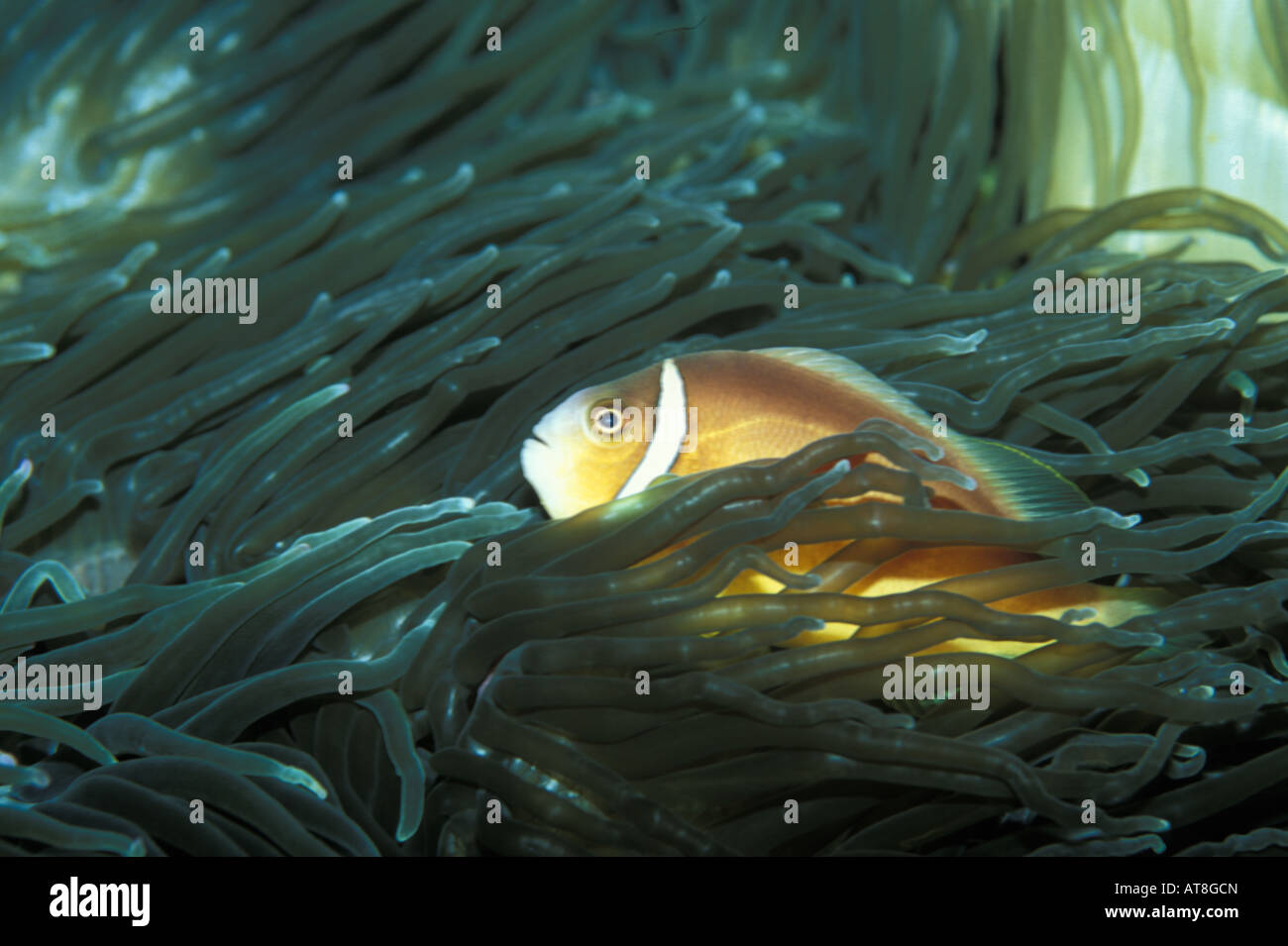 White bonnet anemonefish, Waikiki aquarium Stock Photo - Alamy