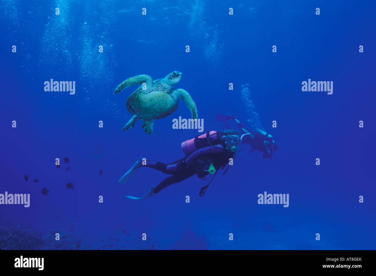 Woman scuba diving with Hawaiian green sea turtle Stock Photo - Alamy